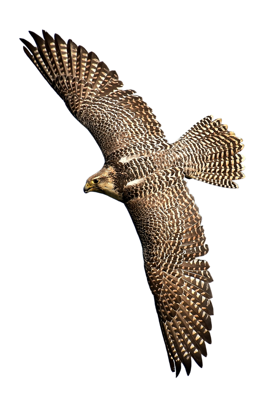 Baj: The Hawk and The Sikhs - Drishti Magazine